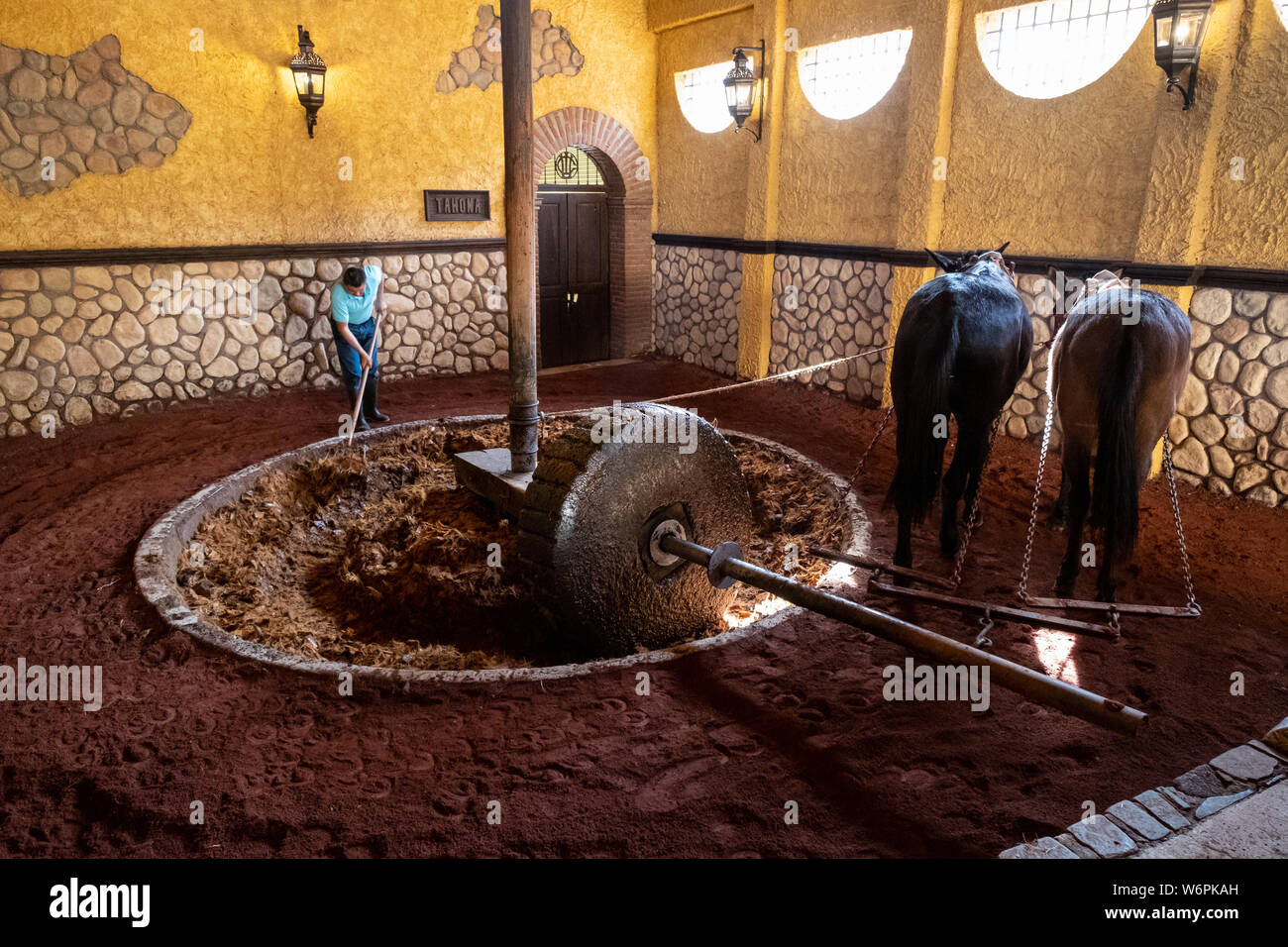 A worker crushes blue agave fibers using an ancient donkey-pulled ...