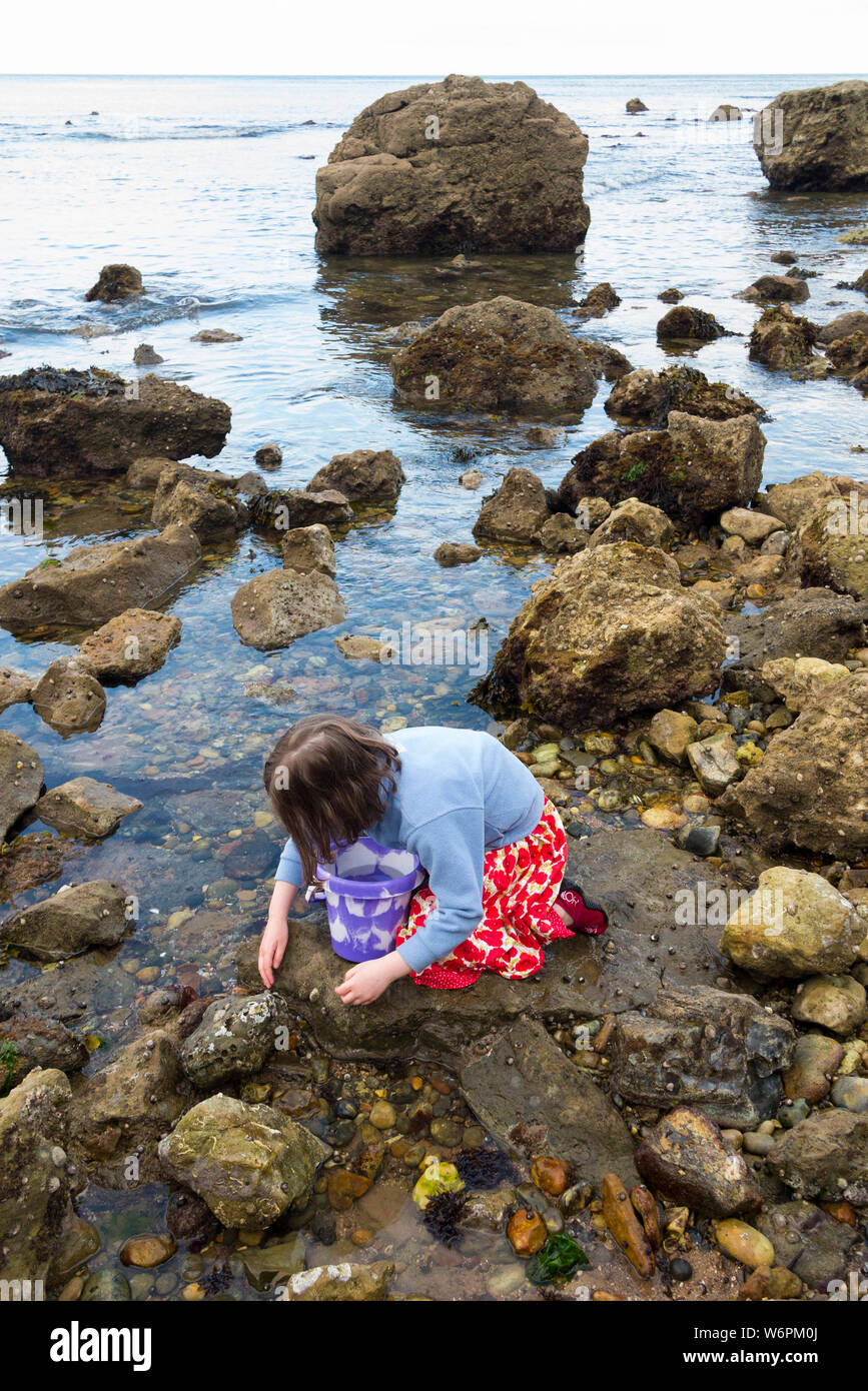 Shell fossils in jurassic rocks hi-res stock photography and images - Alamy