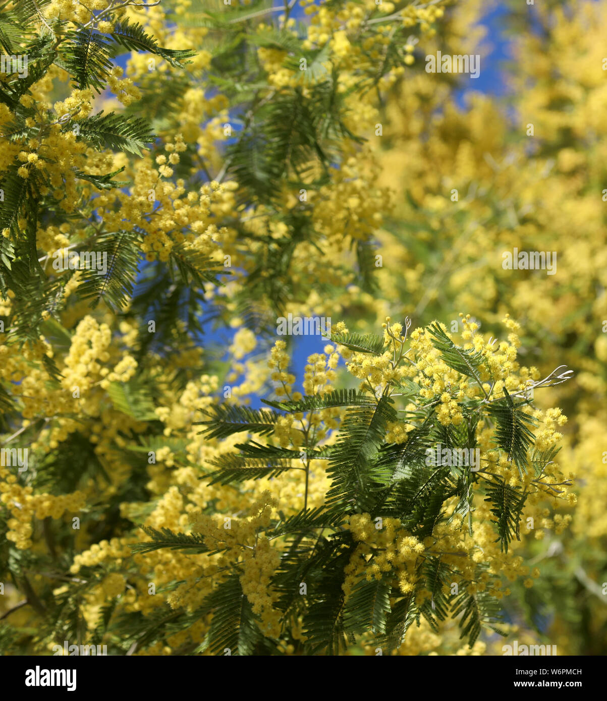 Mimosa hamanta hi-res stock photography and images - Alamy