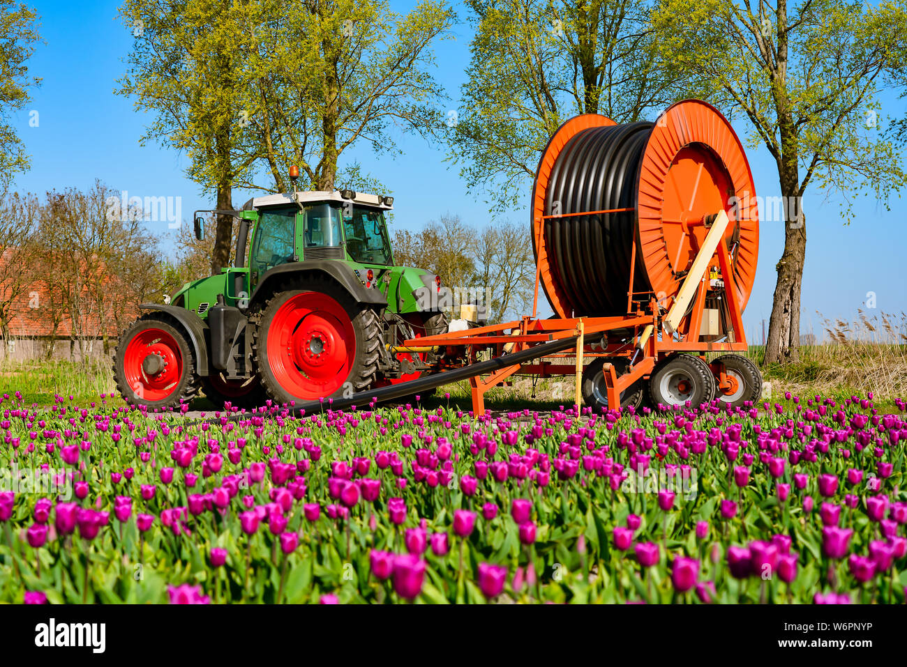 Sprinkling of a tulip field Stock Photo - Alamy