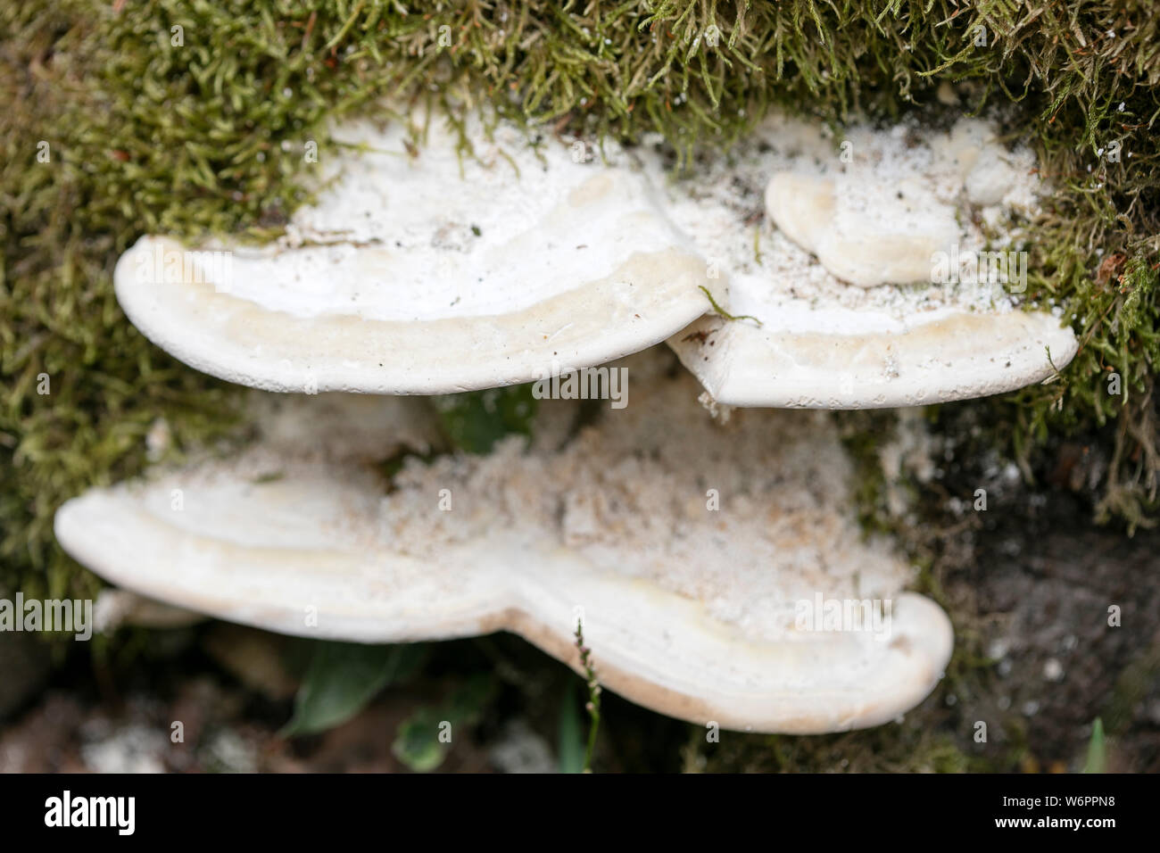 Wild mushrooms macro background fine art in high quality prints ...
