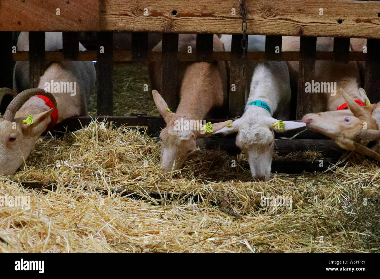 Goat Eating Grass Not Field High Resolution Stock Photography and ...