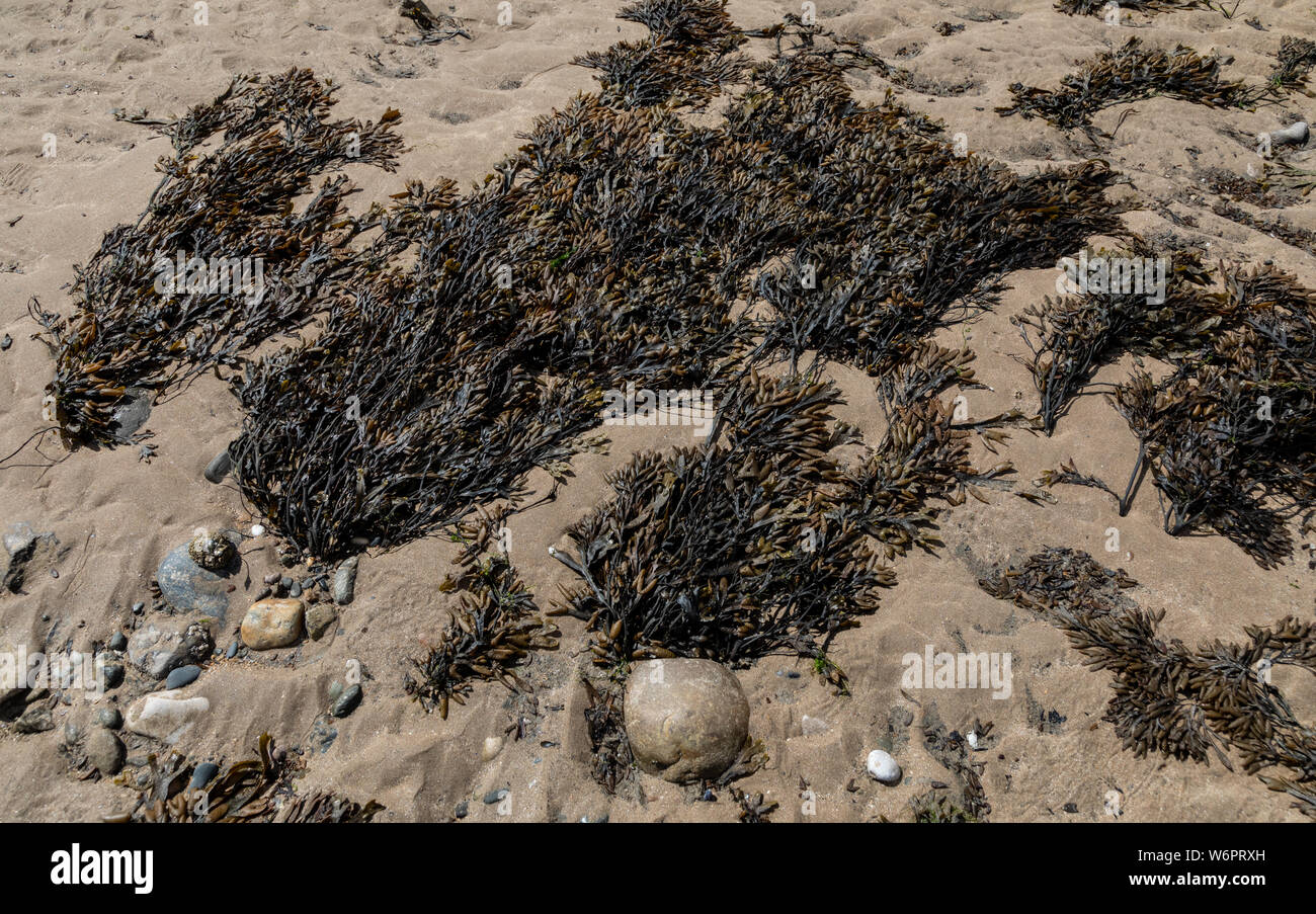 Seaweed on the beach at Llandudo North Wales May 2019 Stock Photo - Alamy