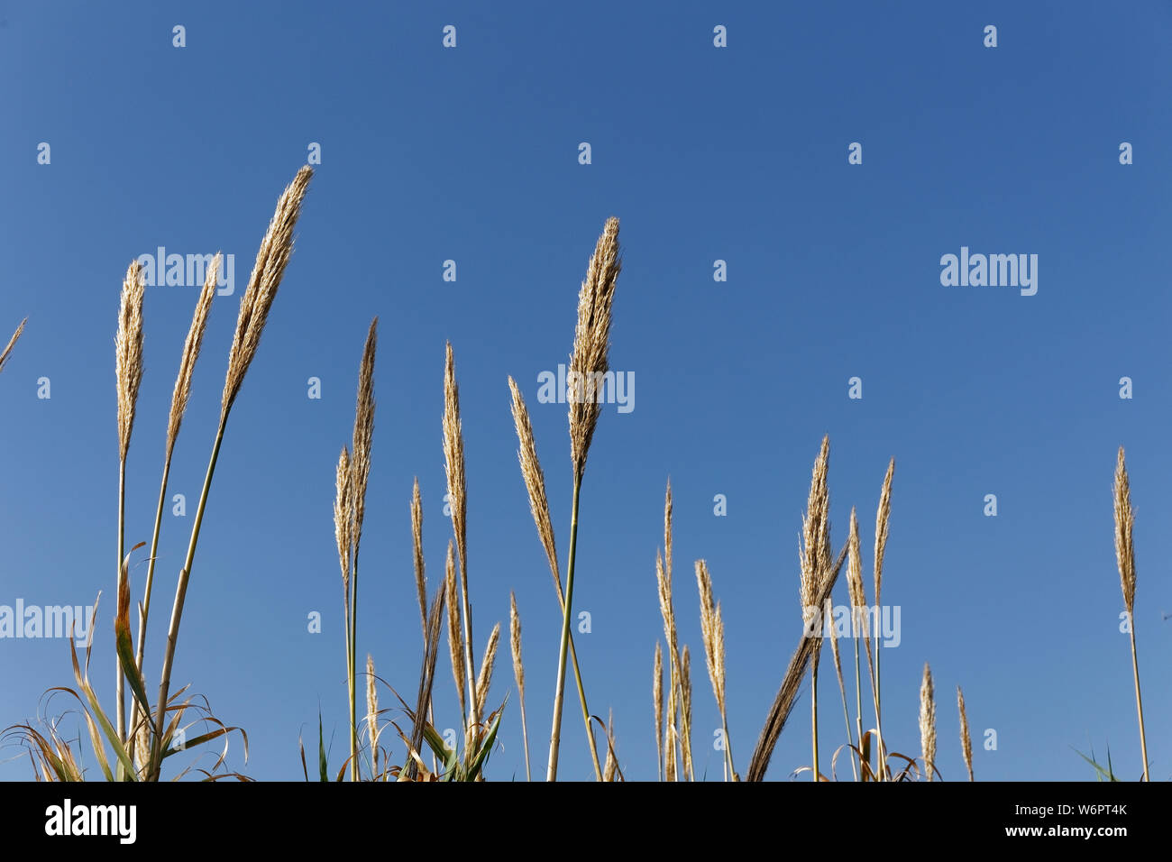 Tangier Morocco Garden High Resolution Stock Photography and Images - Alamy