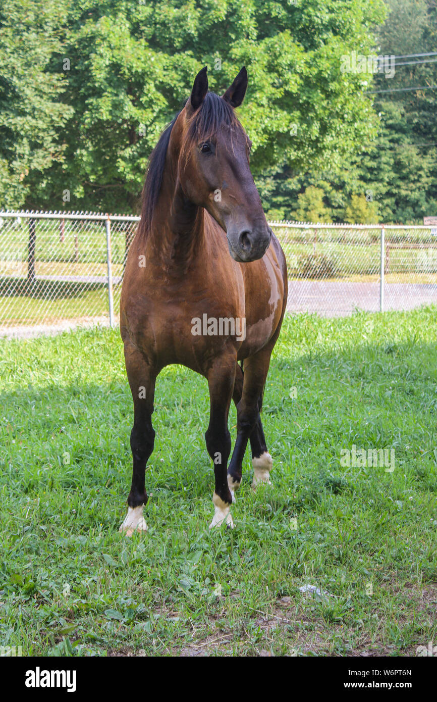 Standardbred cross hi-res stock photography and images - Alamy
