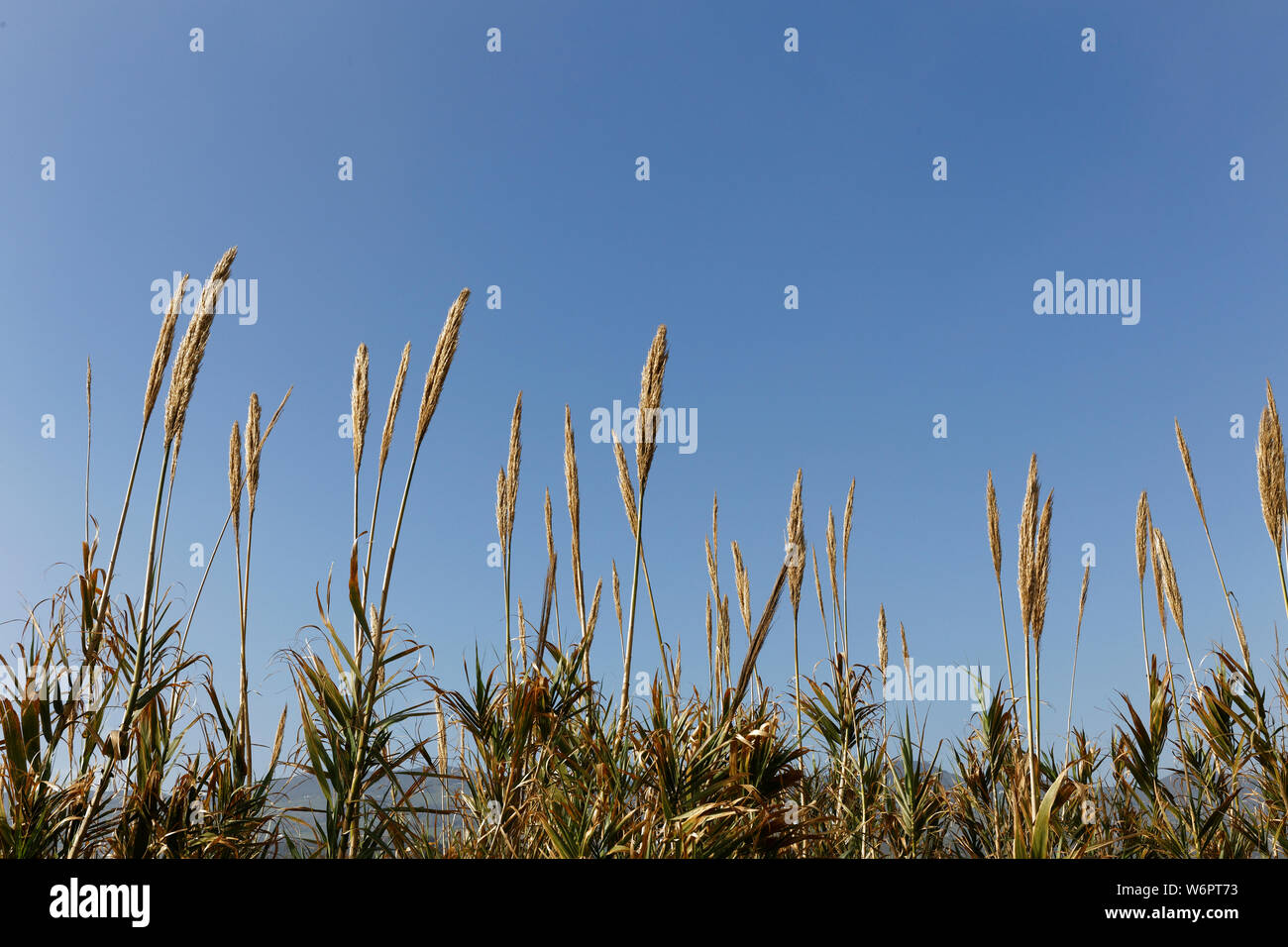 Roadside vegetation in Morocco few miles away from Tangier on the ...