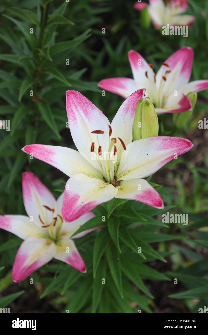 Tall pink lilies hi-res stock photography and images - Alamy
