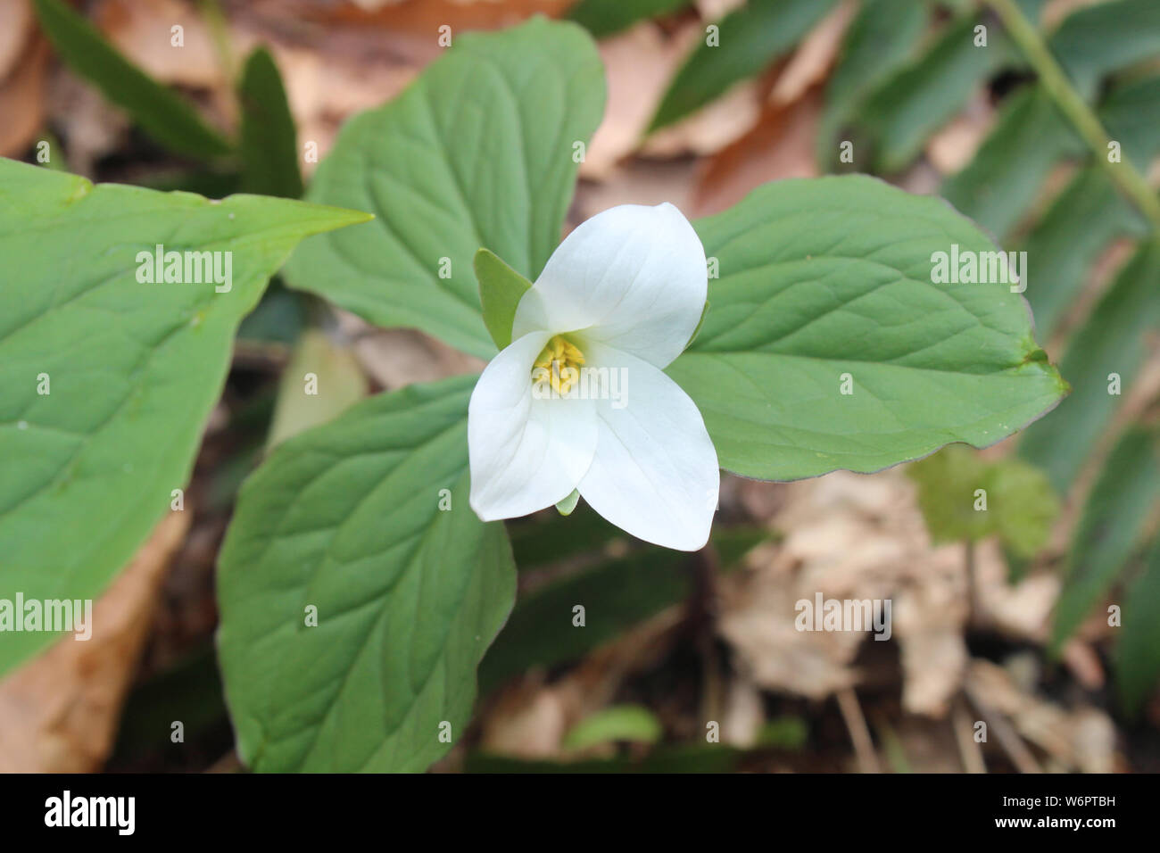 Closeup white trillium flower hi-res stock photography and images - Alamy