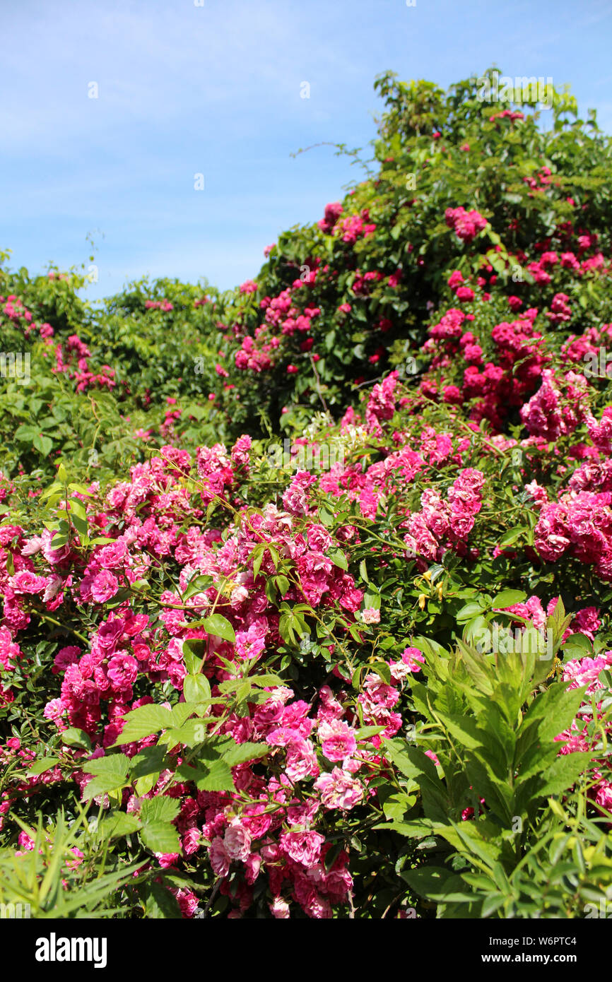 Wild pink rose bushes hi-res stock photography and images - Alamy