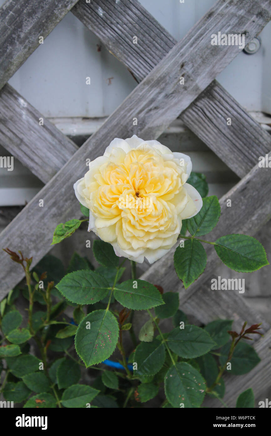 Climbing hybrid tea rose hi-res stock photography and images - Alamy