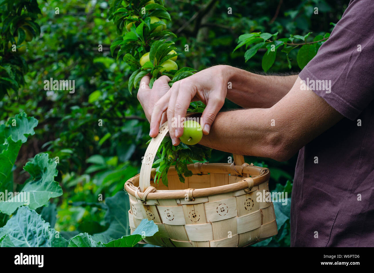 Pulp of plums hi-res stock photography and images - Alamy