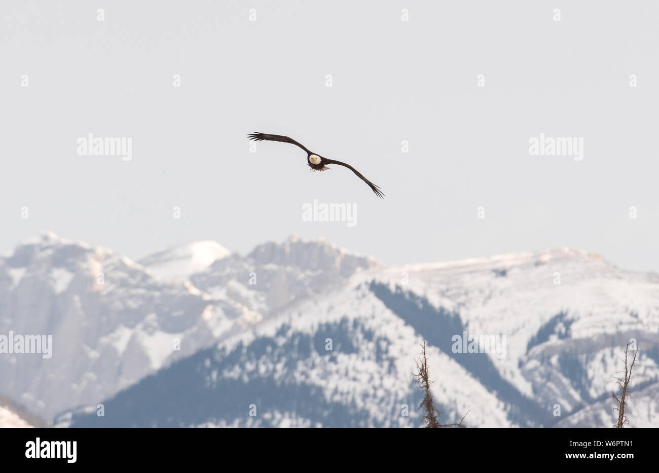 Bald eagle in the wild Stock Photo - Alamy