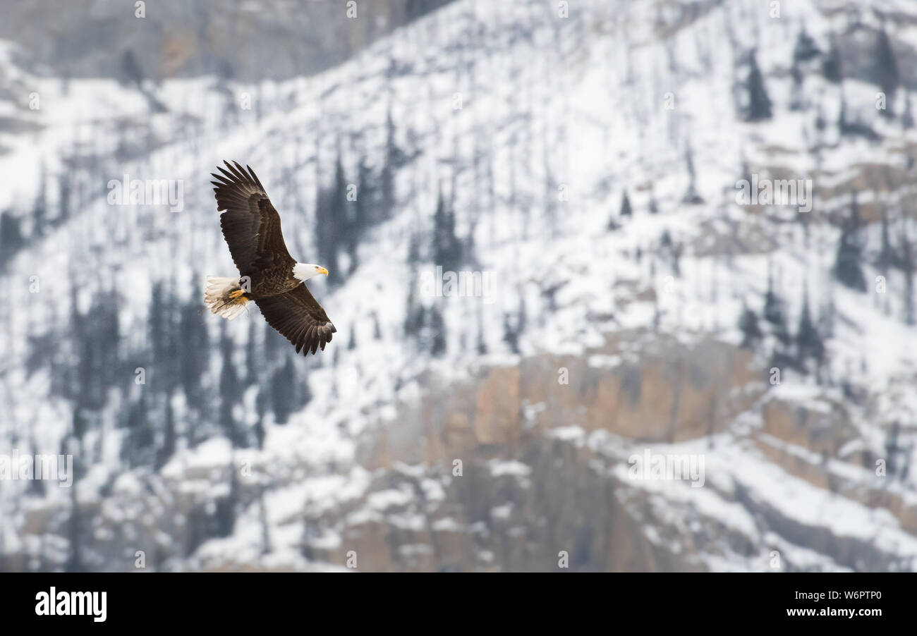 Bald eagle in the wild Stock Photo - Alamy