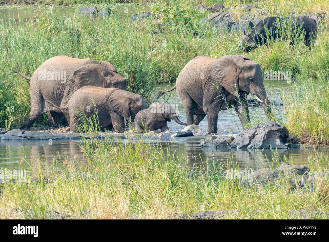 Four elephants hi-res stock photography and images - Alamy