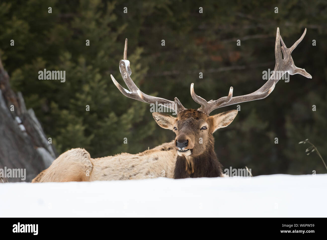 Bull elk in the winter Stock Photo - Alamy