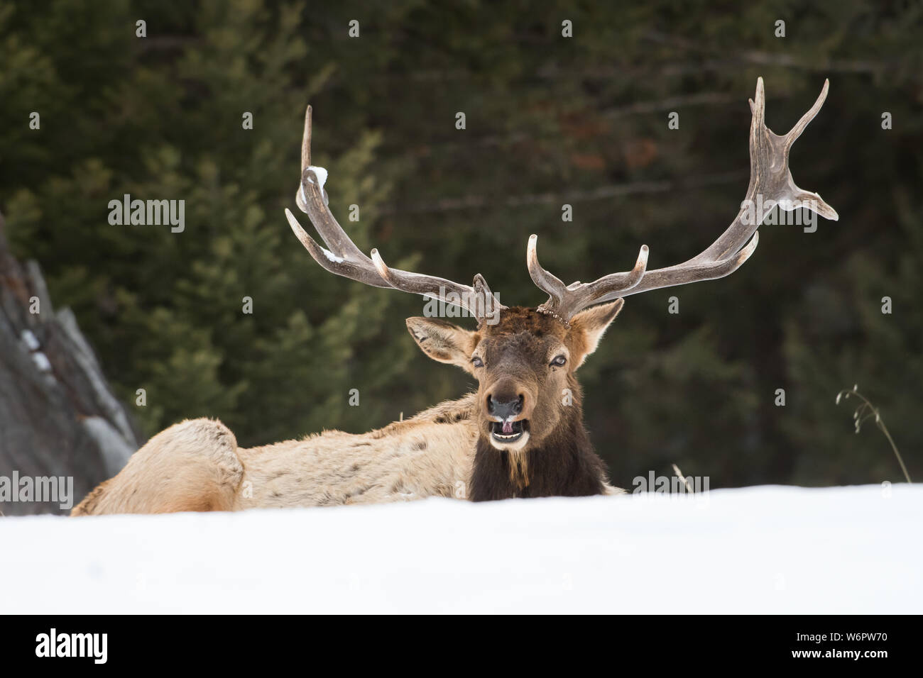 Bull elk in the winter Stock Photo - Alamy