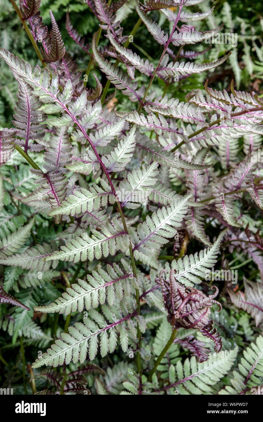 Athyrium Regal Red