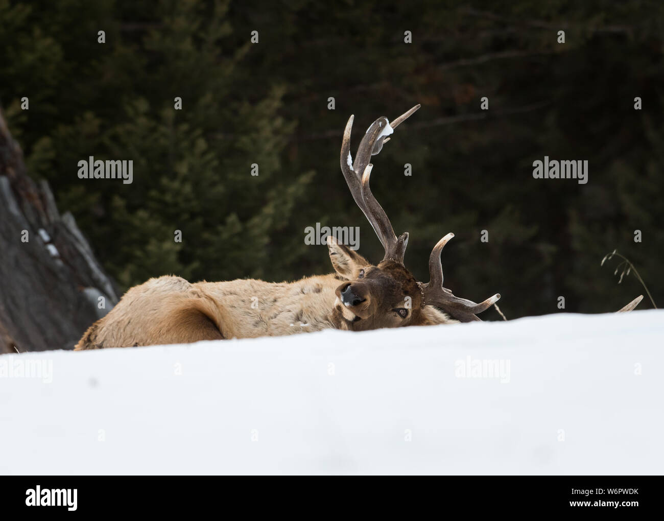 Bull elk in the winter Stock Photo - Alamy