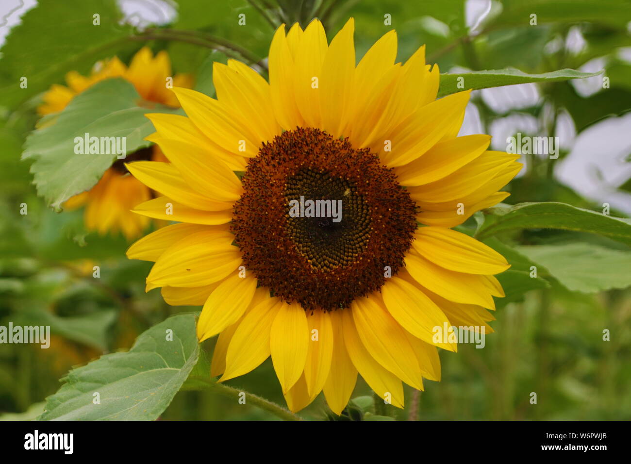 Flower head of a sunflower in the Garden in Nieuwerkerk aan den IJssel ...