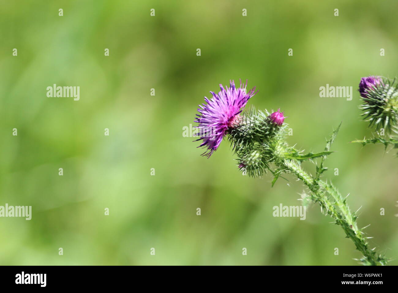 Purple flowers of the wild thistle plant in Park Hitland in the ...