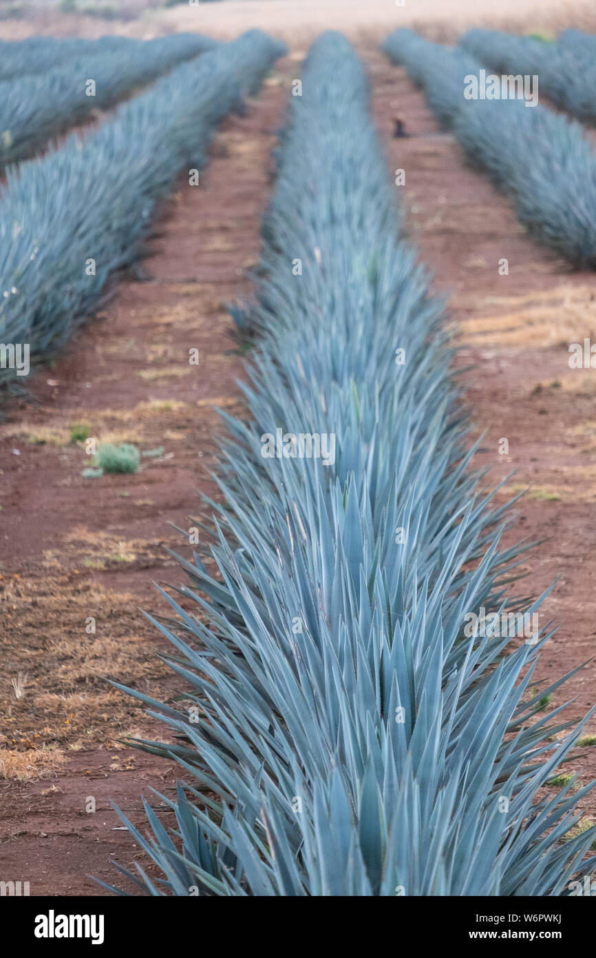 A field of blue agave plants growing at a farm owned by the Casa Siete ...