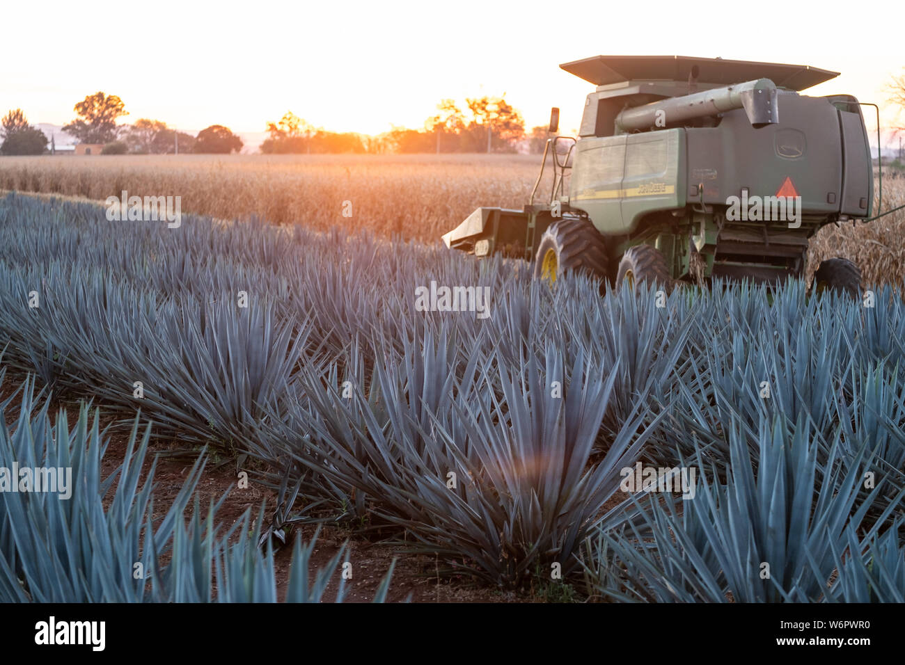 A field of blue agave plants at sunrise growing at a farm owned by the ...