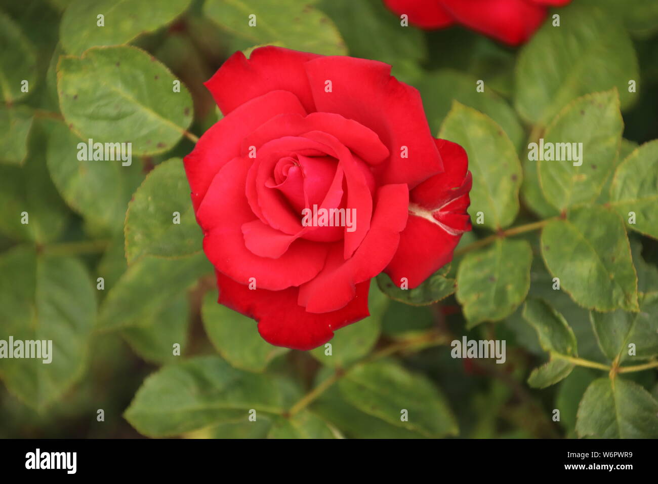 Flower head of a red rose in a rosarium growing in Boskoop the ...