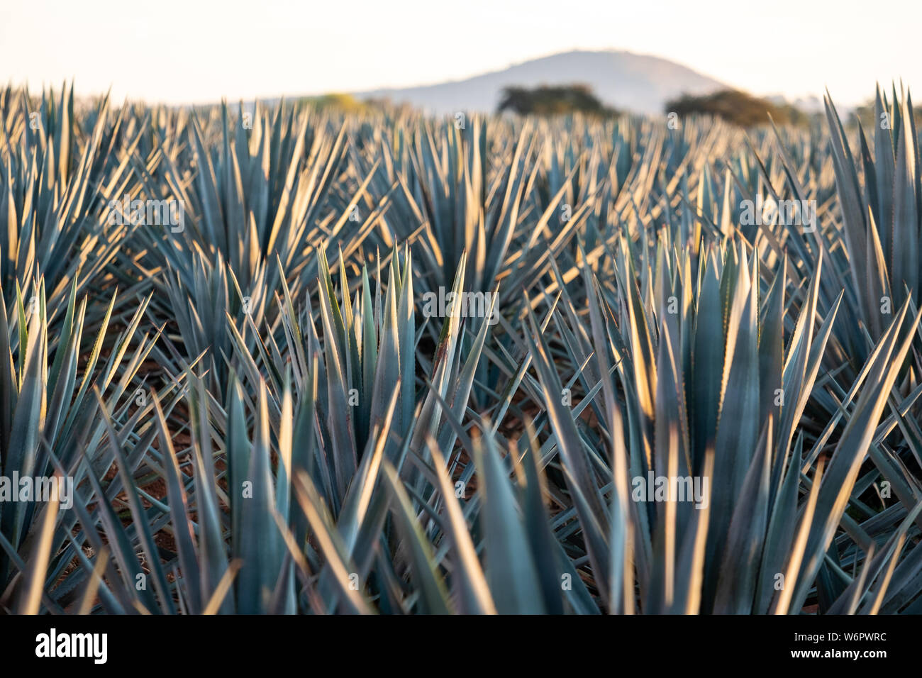 A field of blue agave plants growing at a farm owned by the Casa Siete ...