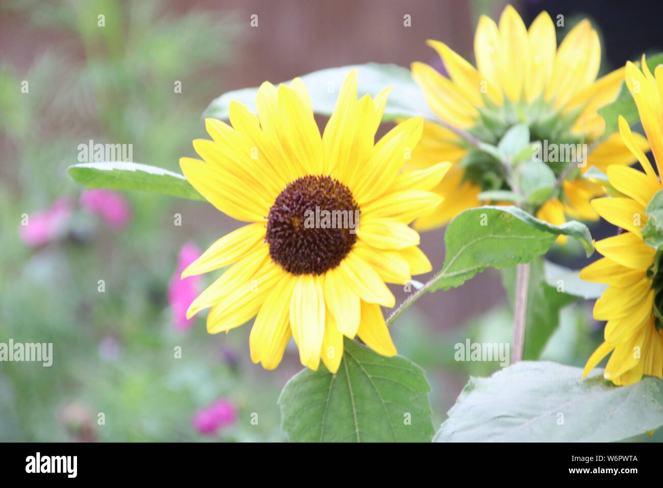 Flower head of a sunflower in the Garden in Nieuwerkerk aan den IJssel ...