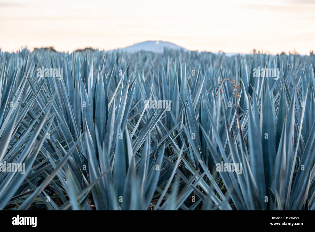 A field of blue agave plants growing at a farm owned by the Casa Siete ...