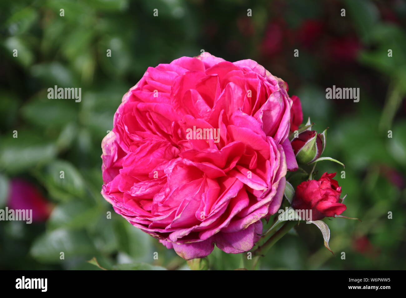Flower head of a rose in a rosarium growing in Boskoop the Netherlands ...