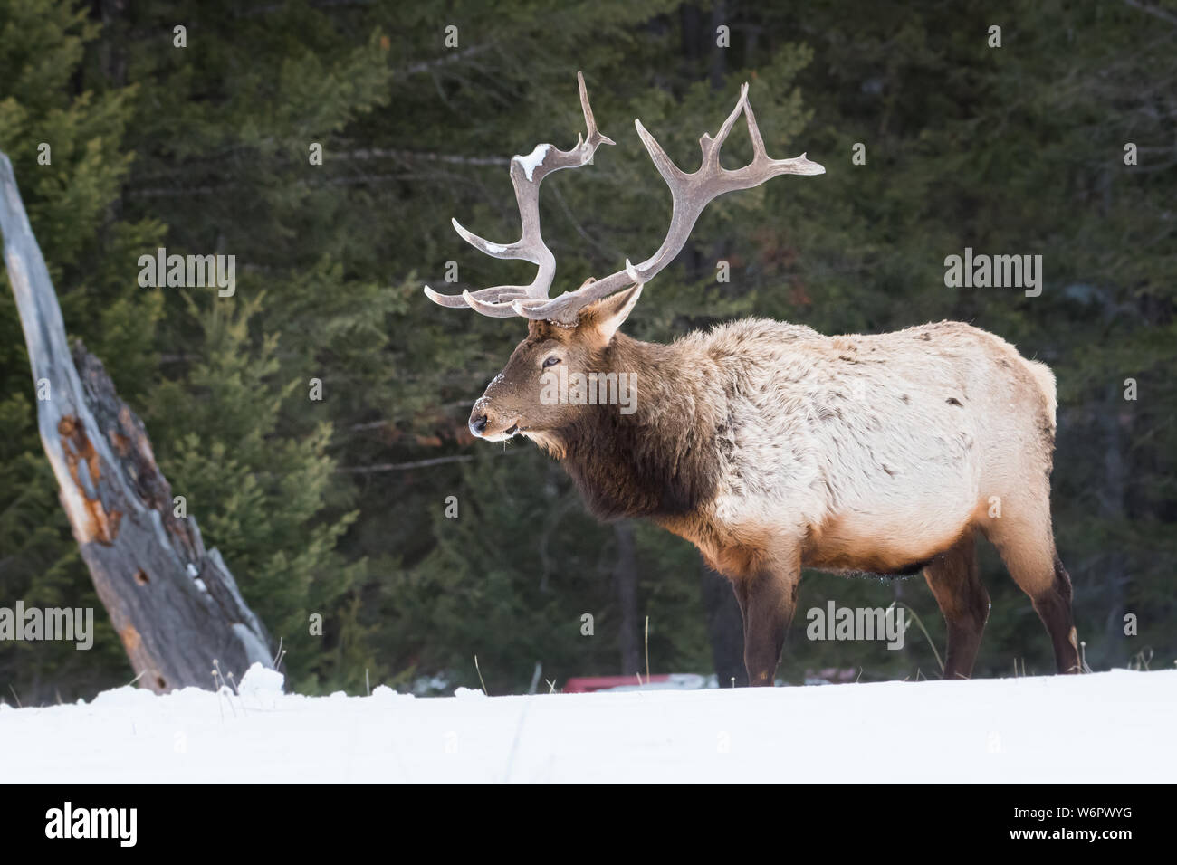 Bull elk in the wild Stock Photo - Alamy