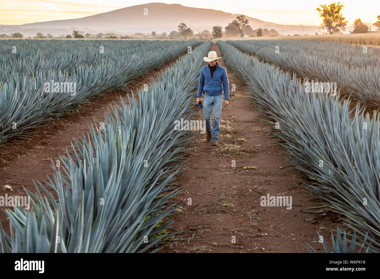 A field manager walks through a field of blue agave plants at a farm ...