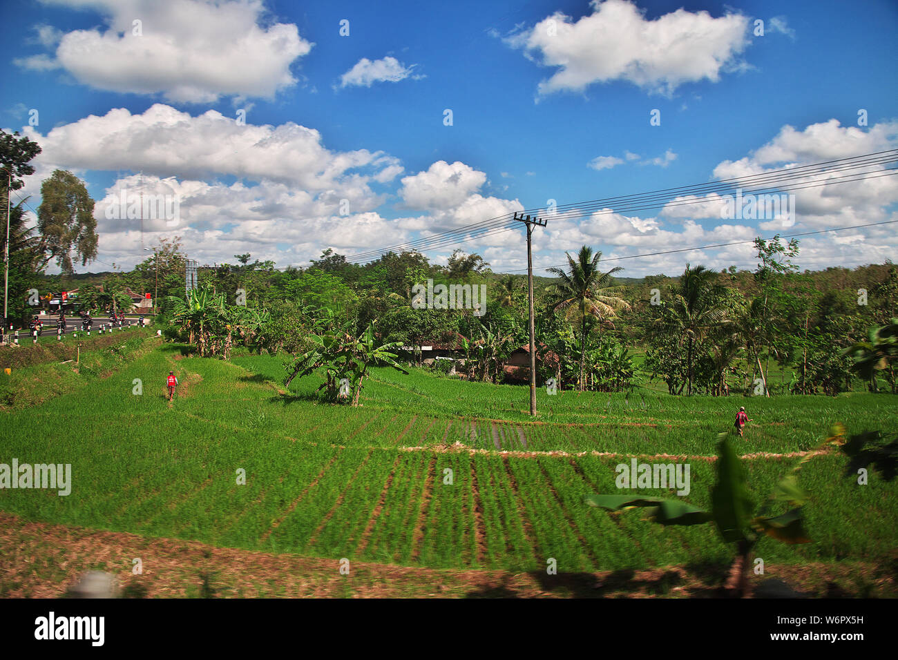 Rice fields in village of Indonesia Stock Photo - Alamy