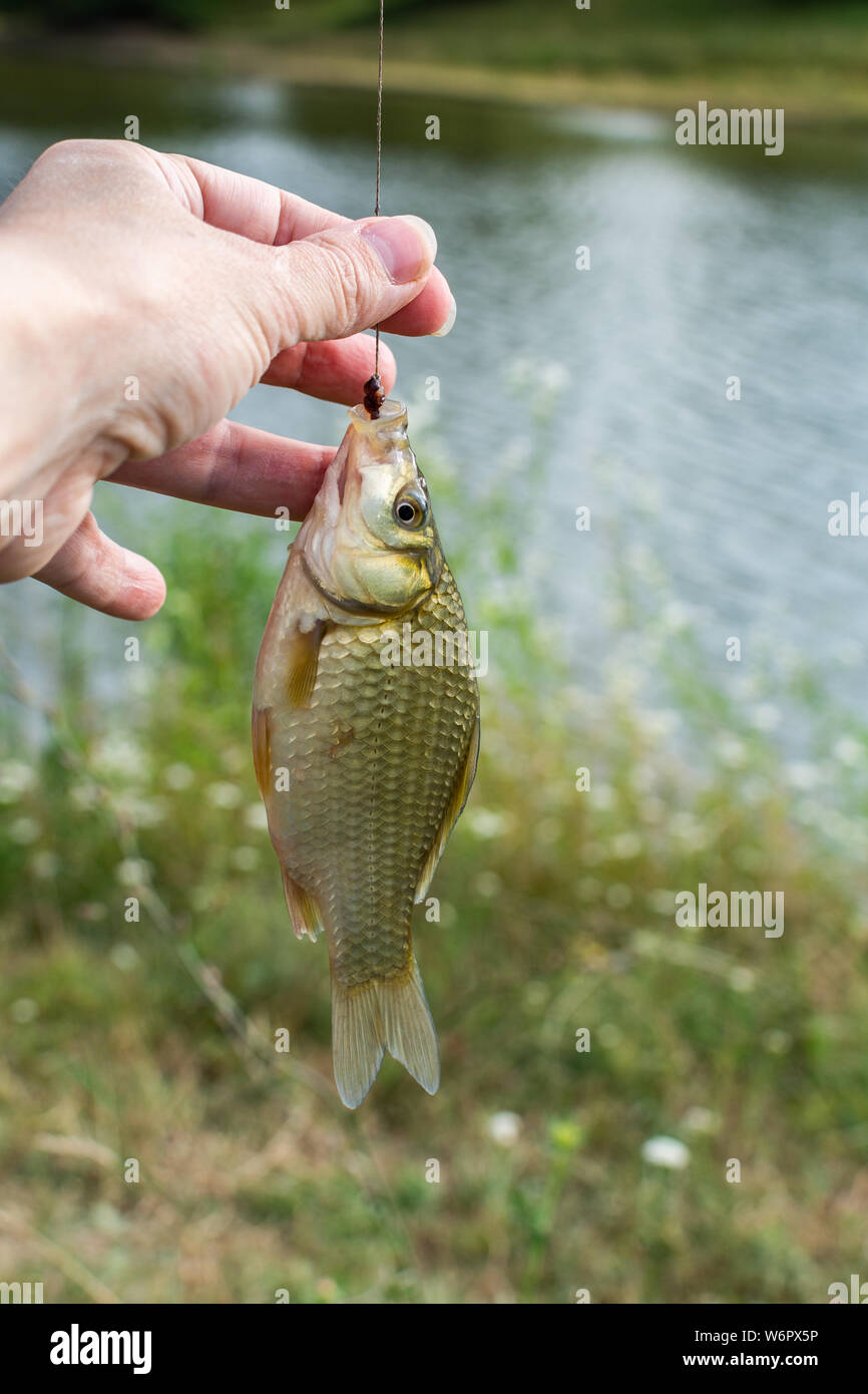 Little fish on a hook hi-res stock photography and images - Alamy