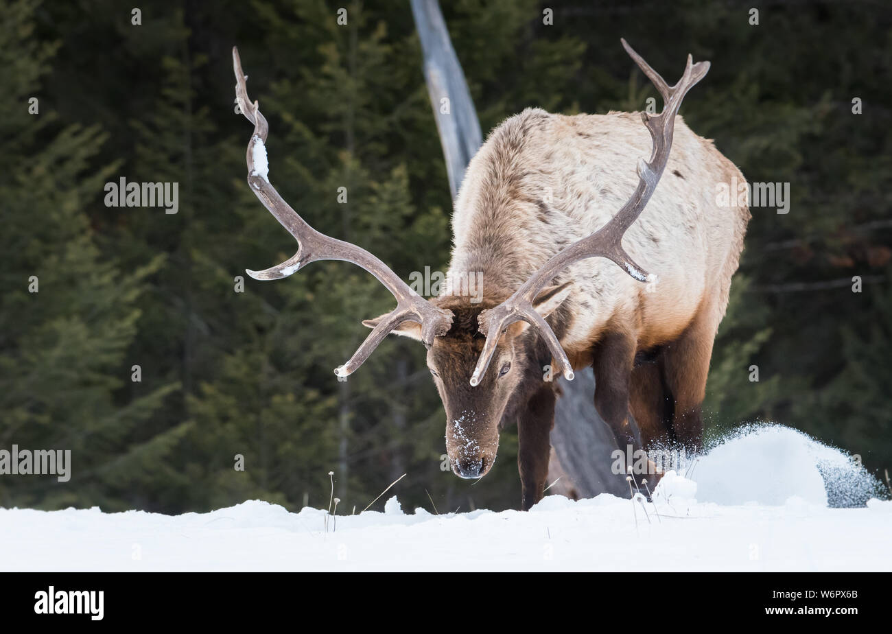 Bull elk in the wild Stock Photo - Alamy