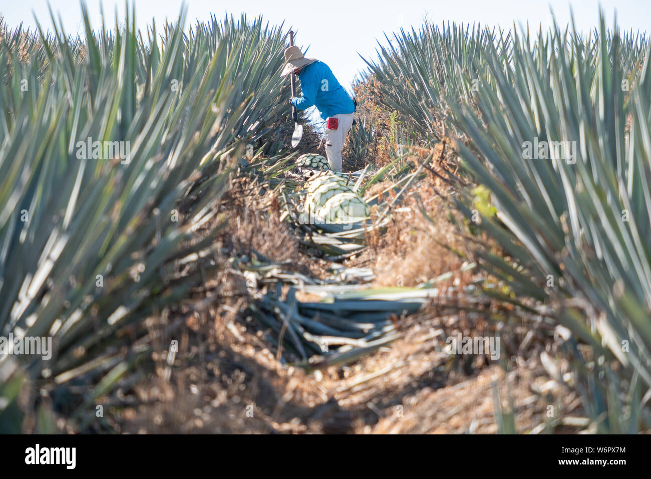 A jimador uses a coa, a knife like spade, to cut the spears off blue ...