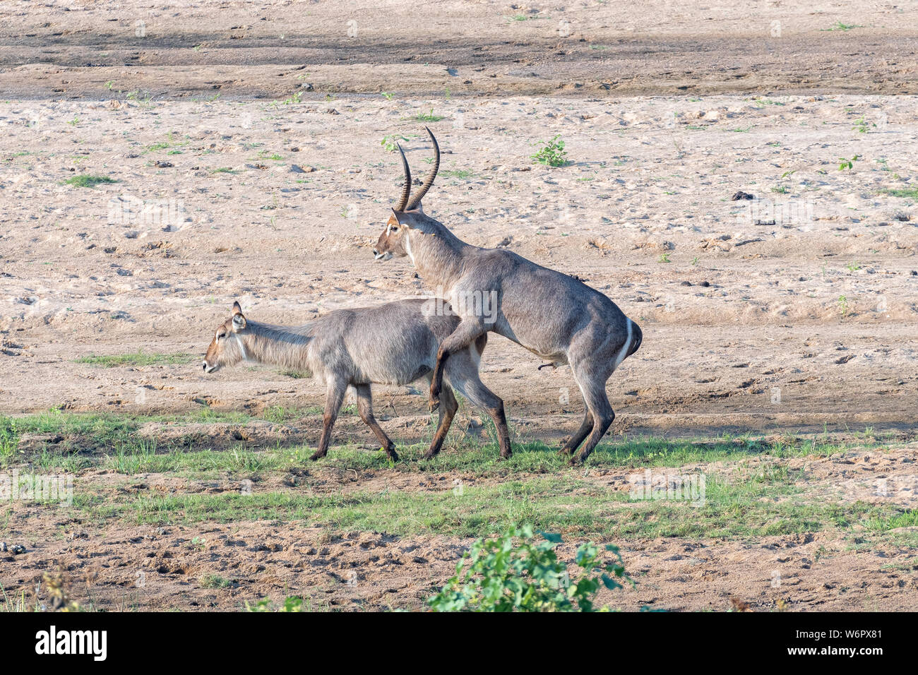 Waterbuck bull trying to mate with an unwilling cow Stock Photo - Alamy