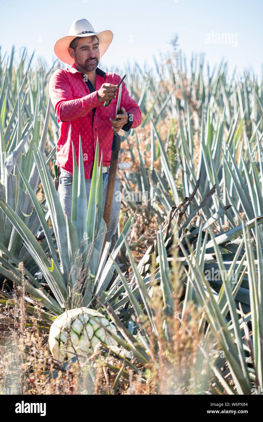 A jimador sharpens his coa, a knife like spade used to cut the spears ...