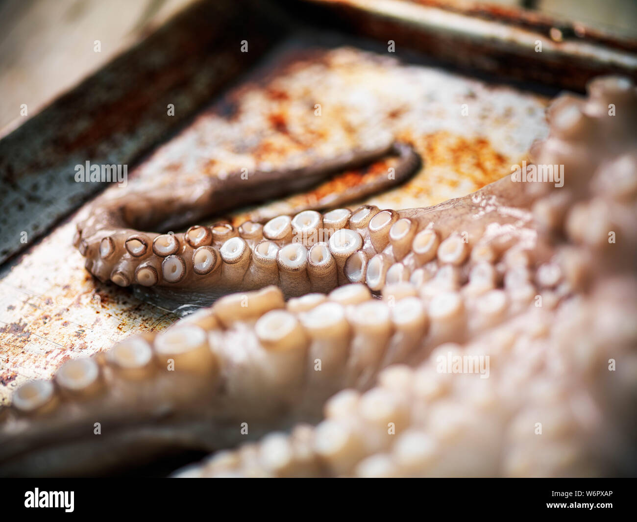Raw octopus on baking sheet background, front view close-up Stock Photo ...