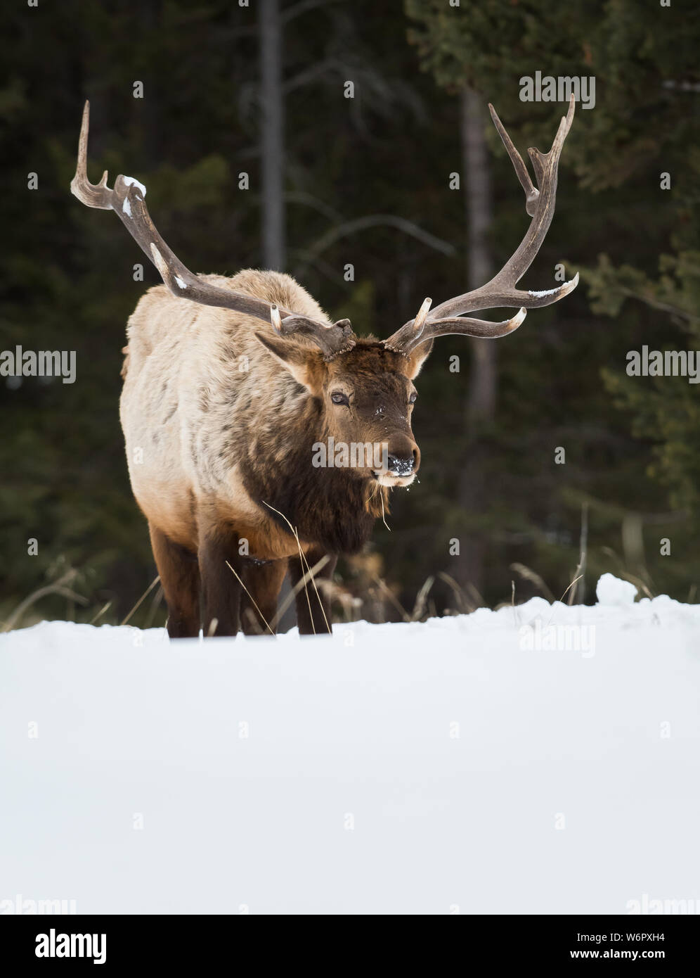 Bull elk in the wild Stock Photo - Alamy