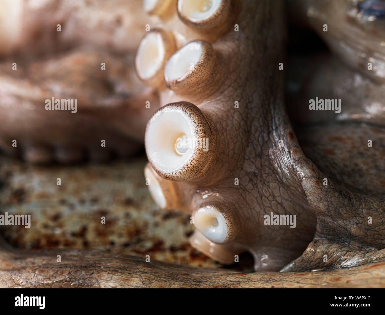 Close up front view seafood hi-res stock photography and images - Alamy