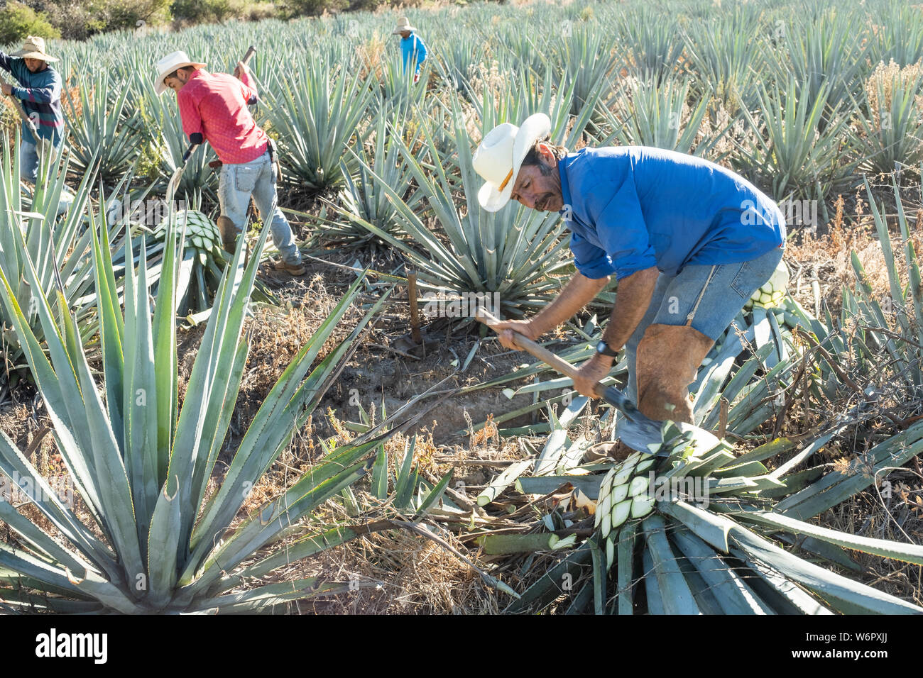 Agave uses hi-res stock photography and images - Alamy