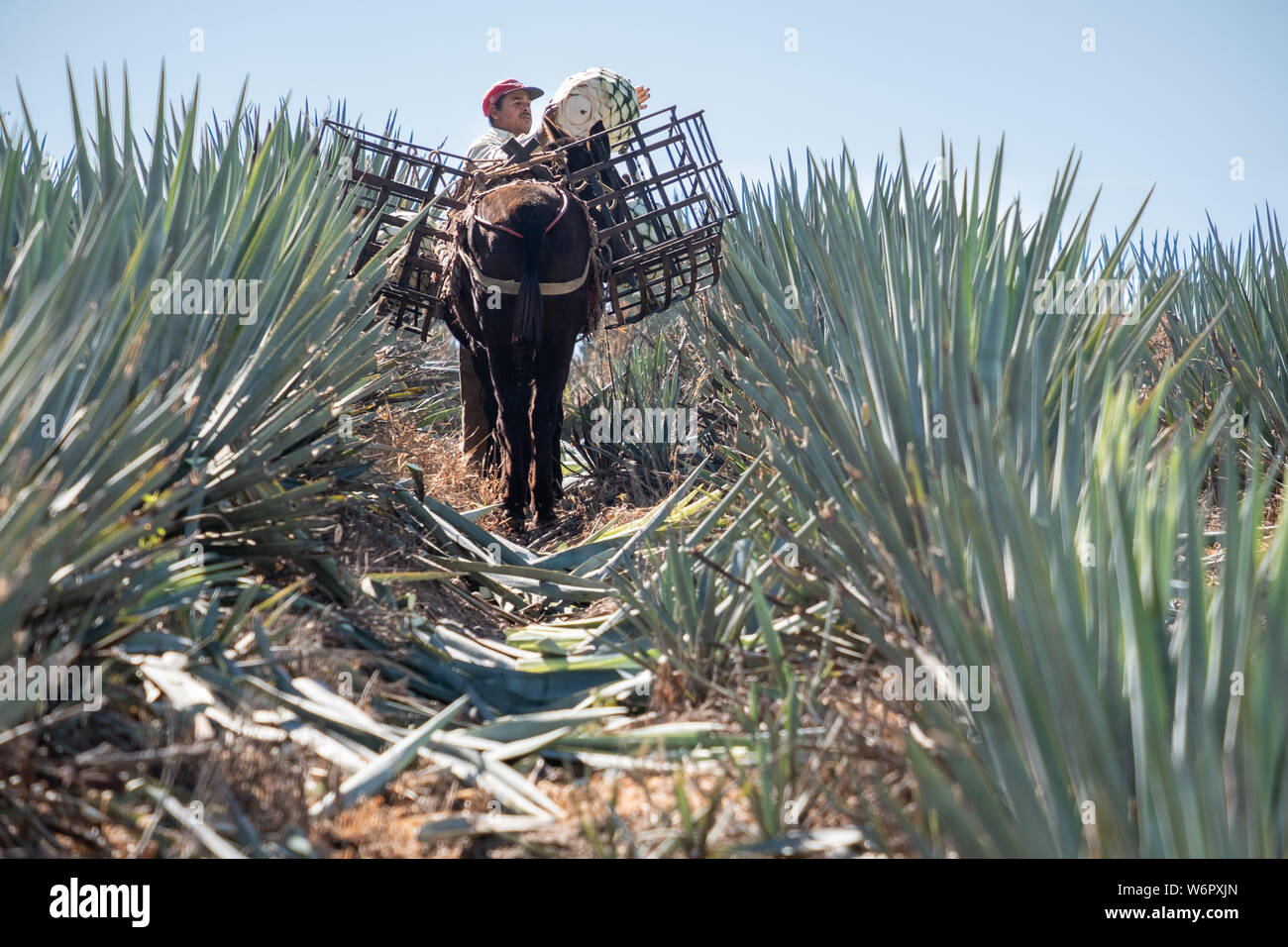 A jimador loads blue agave pineapple-like cores into a basket carried ...