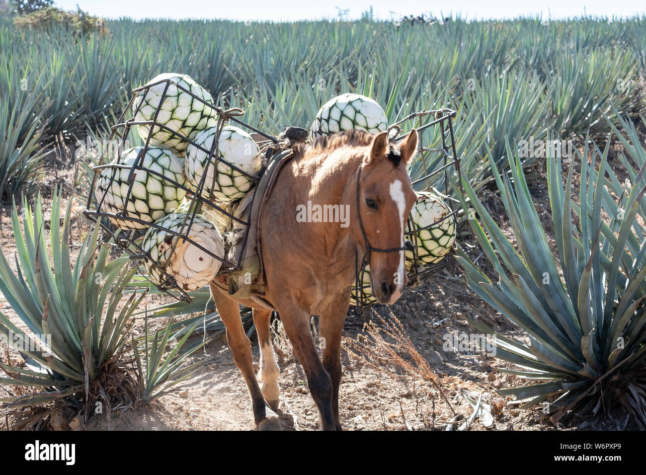 Donkey baskets hi-res stock photography and images - Alamy