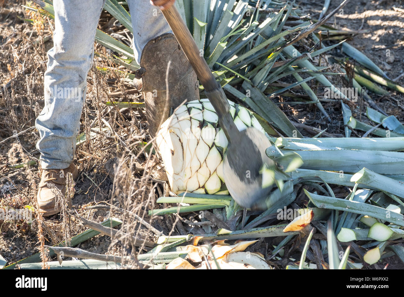 Jimadores uses a coa, a knife like spade, to cut the spears off blue ...