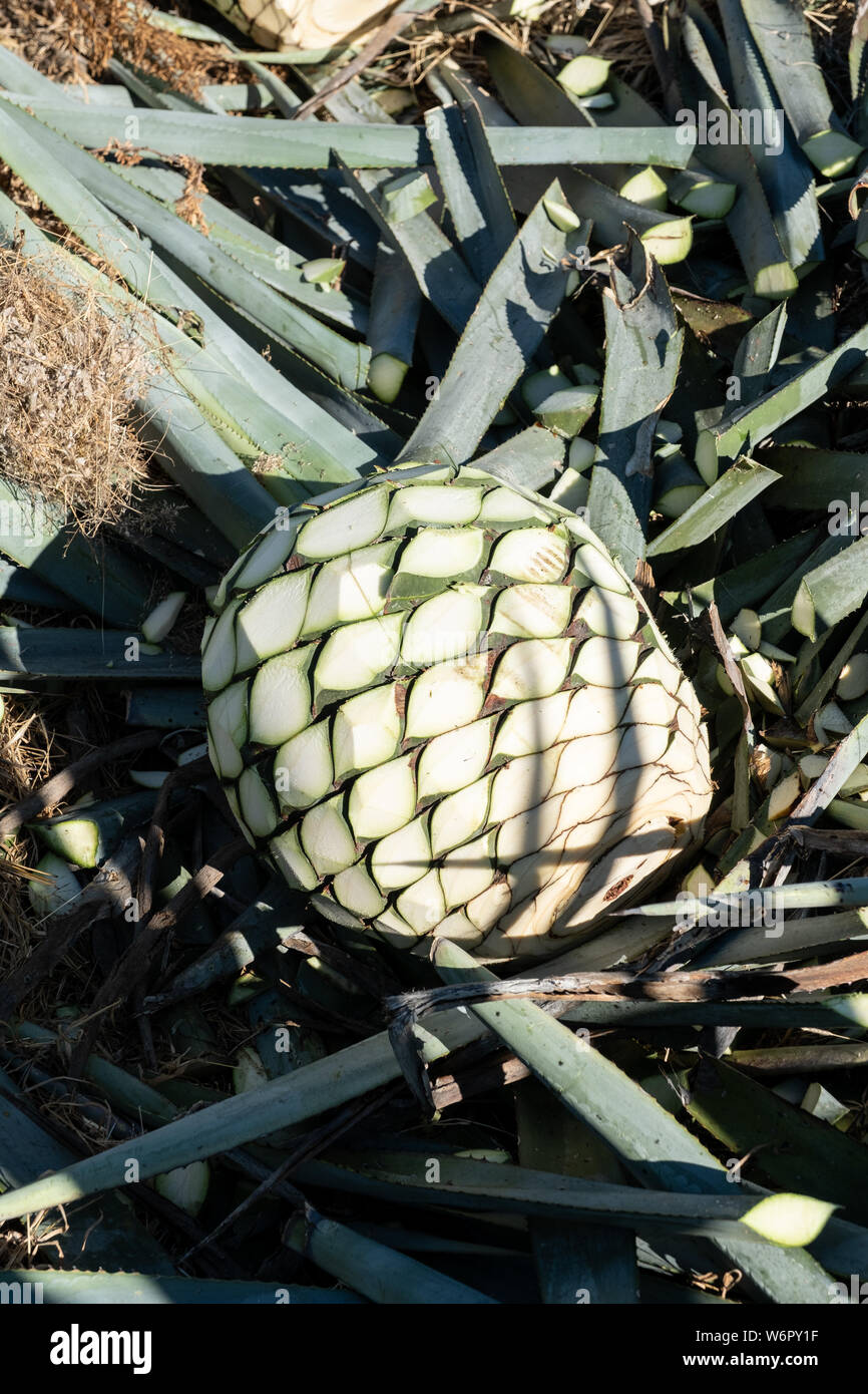 Tequila farm and distillery hi-res stock photography and images - Alamy