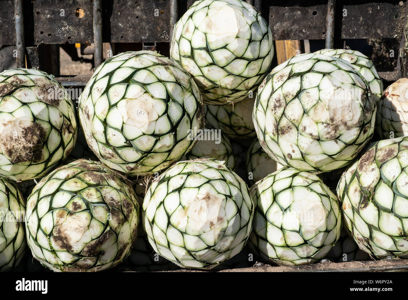 Blue agave pineapple-like cores are loaded onto a truck after being ...