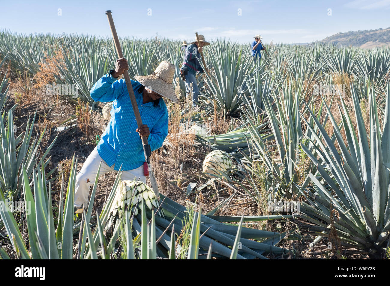 Jimadores hi-res stock photography and images - Alamy