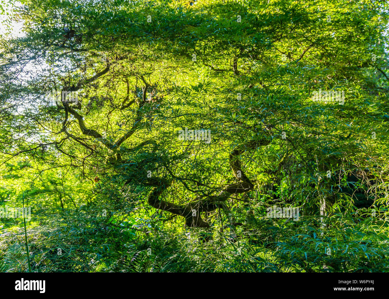 A view of a Japanese Maple tree at the Seattle Arboretum Stock Photo ...
